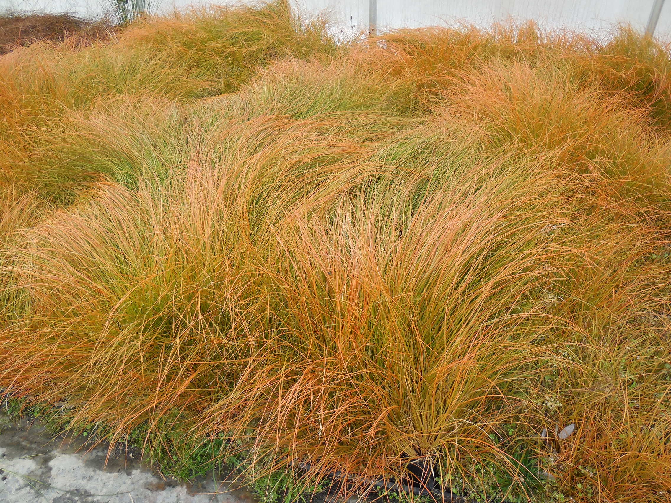 Carex Prairie Fire