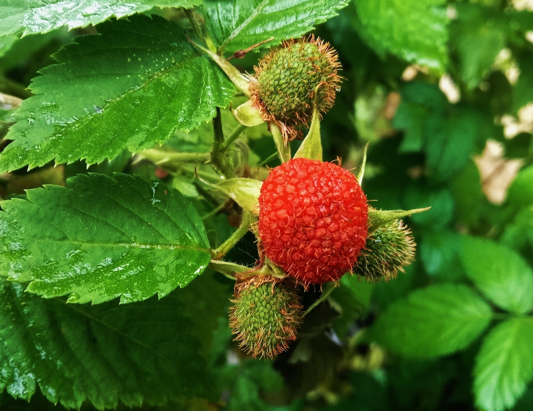 Thimbleberry- Potted Plants- Rubus Parviflorus - Native Plant - Richer ...