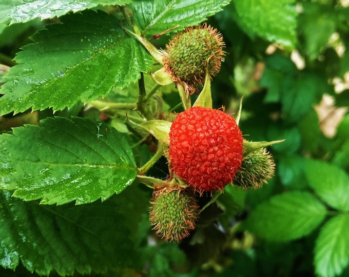 Sparkleberry | 25 Seeds | Vaccinium Arboreum | Farkleberry ...