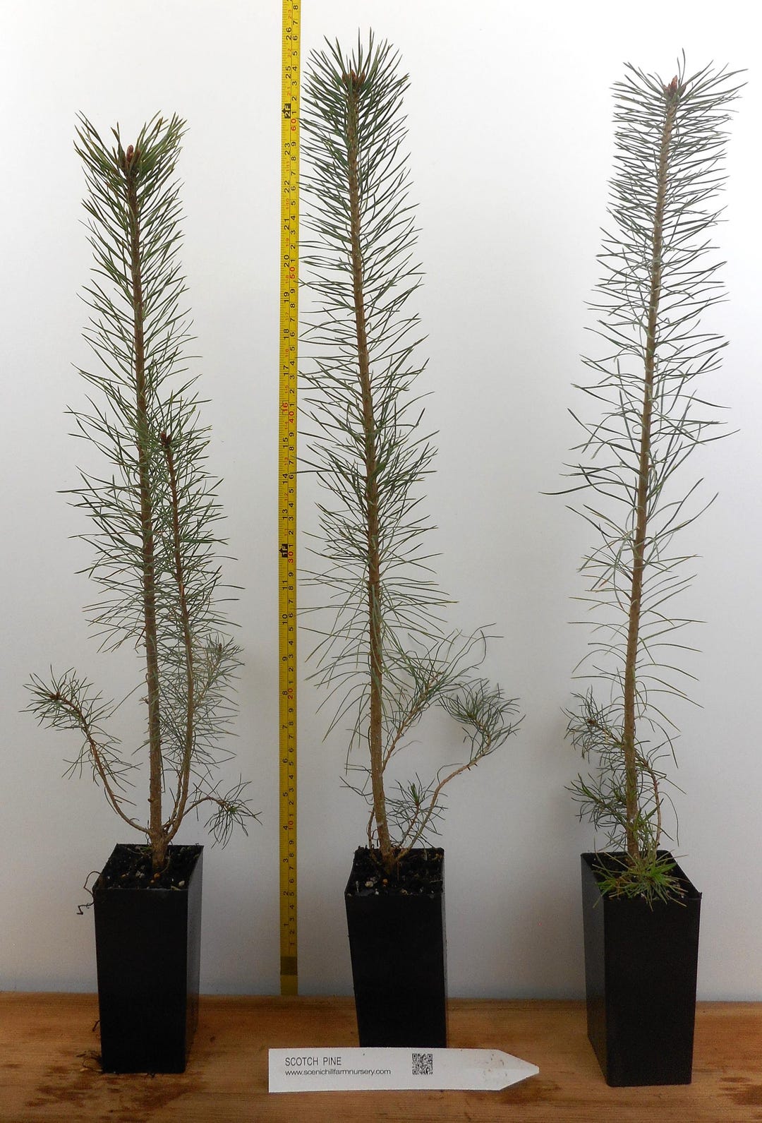 Scotch Pine Scotch Pine, Pinus Sylvestris, Great for Windbreak, Christmas Tree - Etsy