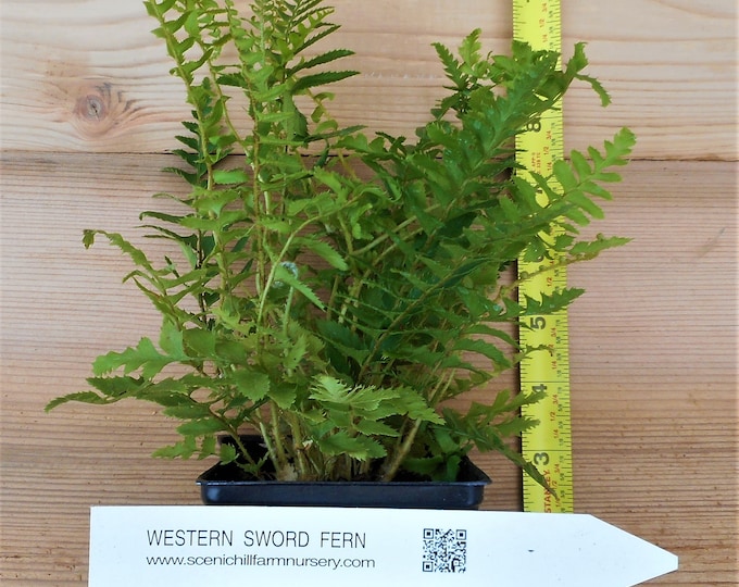 Western Sword Fern Plant, Polystichum Minutum, PNW Native Shade Fern - Etsy