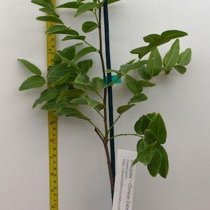 Li Zao Jujube Tree- Thrives in USDA Zones 6 - 9. Chinese Dates ...