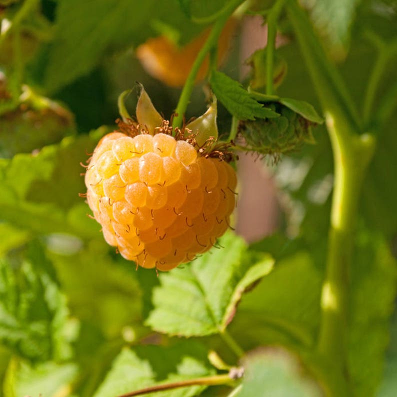 Home & Living 4 Anne Golden Ever Bearing Raspberry Plants Large/Sweet ...