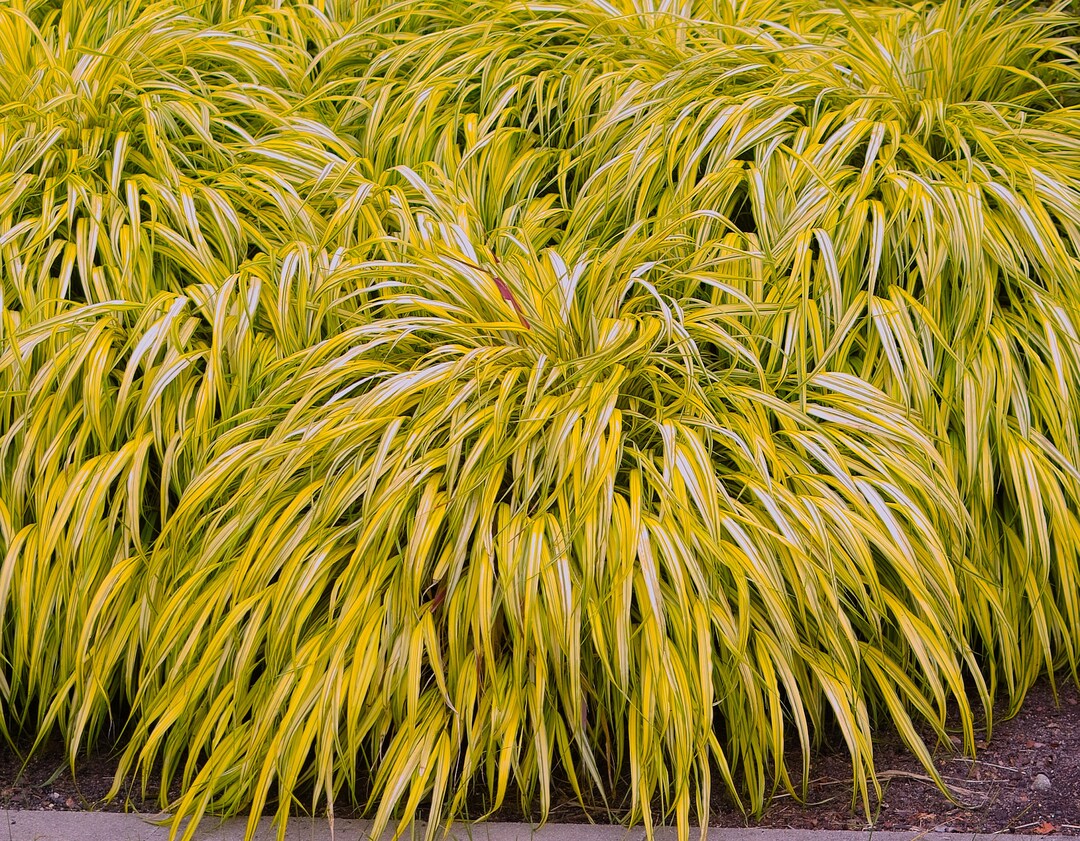 Japanese Forest Grass Plants - 2 Varieties- Hakonechloa Macra 'aureola ...