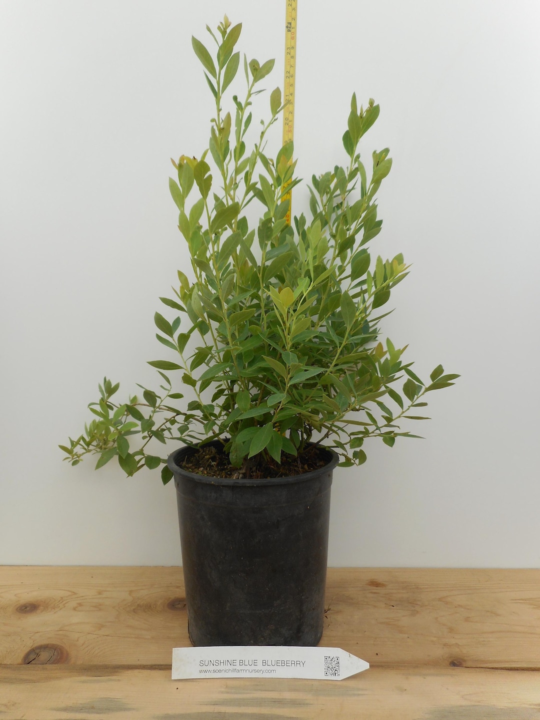 Sunshine Blue Late-season Blueberry Plants- Large One Gallon Containers ...
