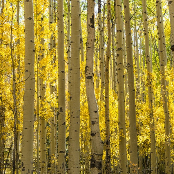 Aspen Trees - Etsy