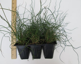 Corkscrew Grass - Etsy