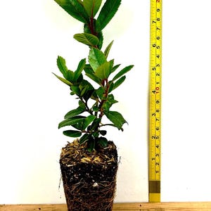 Compact Strawberry Tree (arbutus Unedo 'compacta') Specimen Tree ...