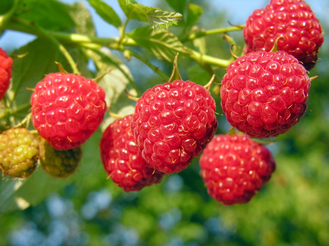 Heritage Everbearing Raspberry Plants - 2 Year Bare Root - Large, Sweet ...