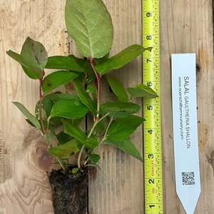 Salal - Gaultheria Shallon -live Potted Plant- Ground Cover, Erosion ...