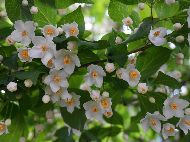 Japanese Snowbell - Graceful, Deciduous Flowering Tree, Bonsai Tree - Etsy
