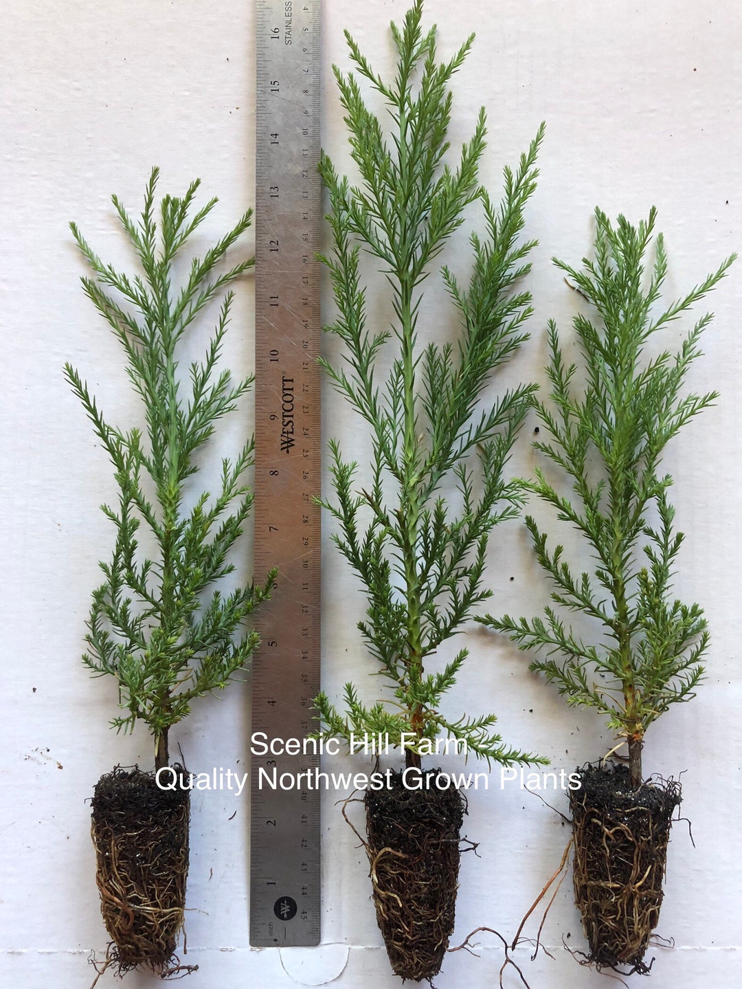 3 Giant Sequoia Trees - California Redwood - Potted - 8"-12" Tall ...