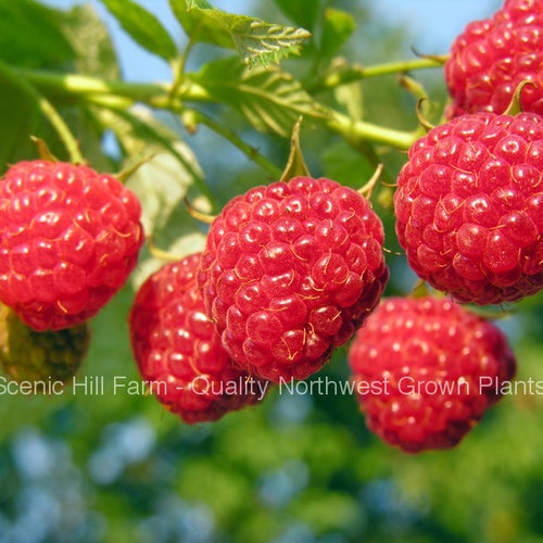 Potted Joan J Thornless Ever Bearing Red Raspberry Plants - Etsy