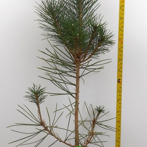 Japanese Black Pine - 15"- 20" Tall 3+ Year Old Tree - Great Bonsai or ...