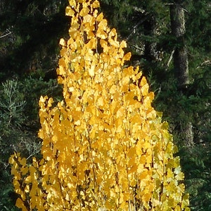 THEVES POPLAR - Populus Nigra ‘afghanica’ - Easy to Root 6-8 Inch ...