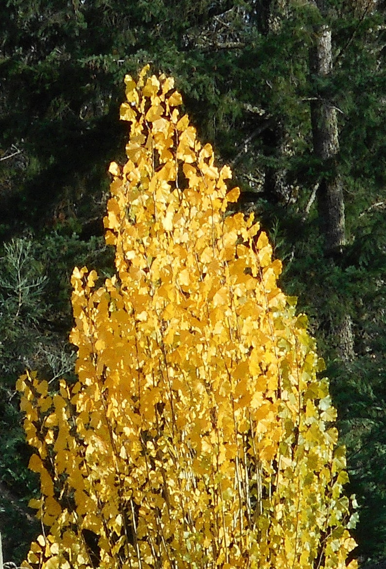 THEVES POPLAR - Populus Nigra ‘afghanica’ - Easy to Root 6-8 Inch ...