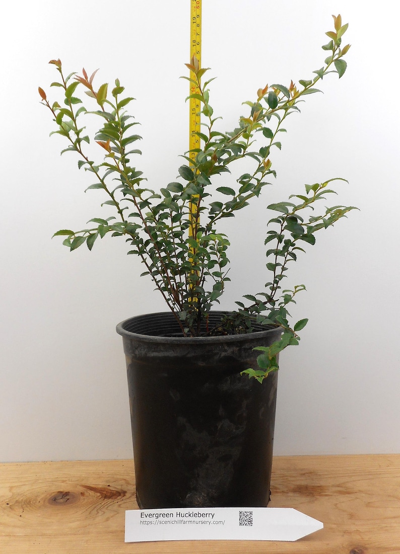 Evergreen Huckleberry Plant- Large Gallon Containers - Etsy