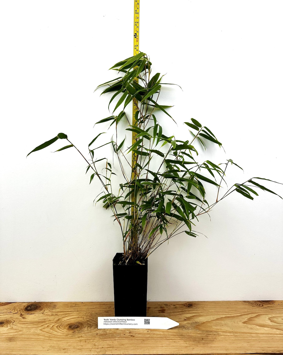 Fargesia Dracocephala ‘rufa’ Clumping Dragon’s Head Bamboo - Potted 10 ...