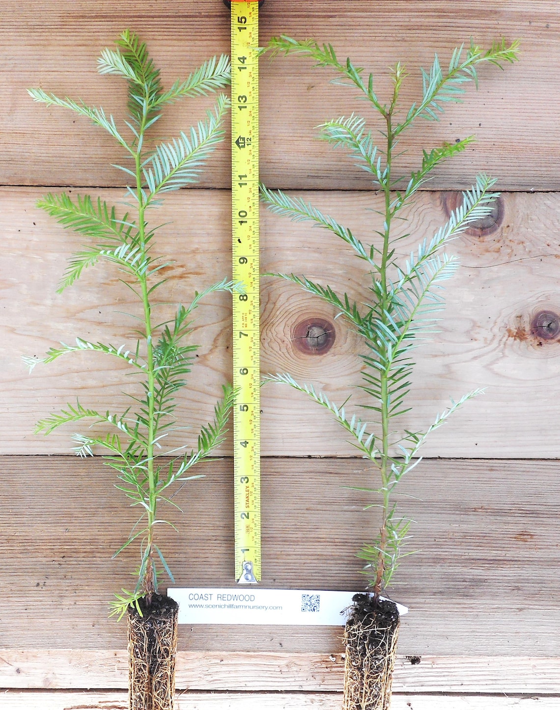 Coast Redwood Trees - Landscape Tree / Screen / Bonsai - Sequoia ...