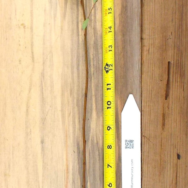 River Birch - Etsy