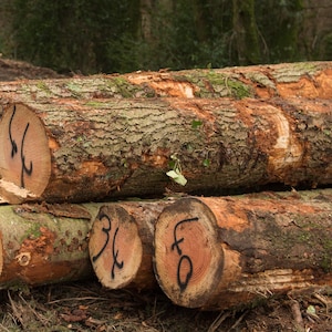 Douglas Fir Tree - One Gallon Container - Etsy