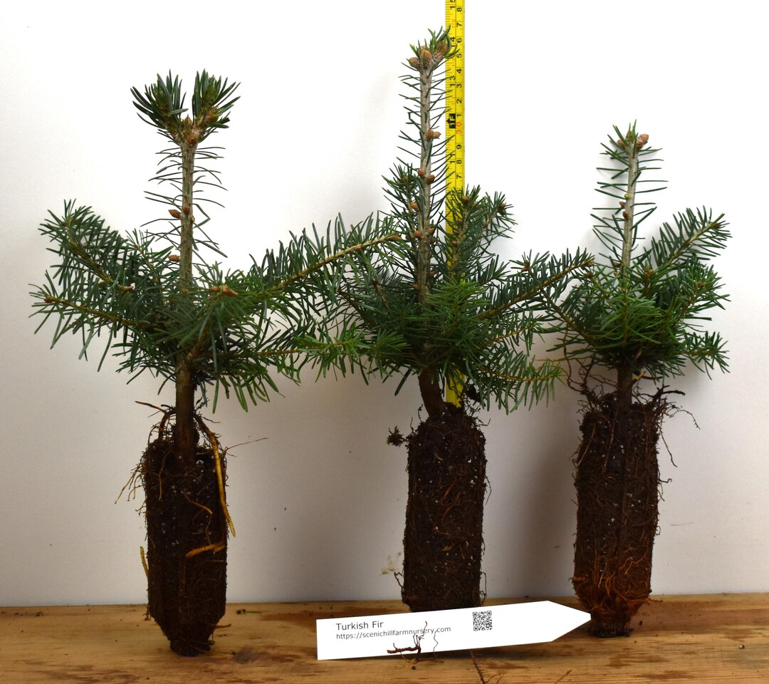 Turkish Fir - 2-3 YR. Potted Trees - Specimen, Windbreak or Christmas ...