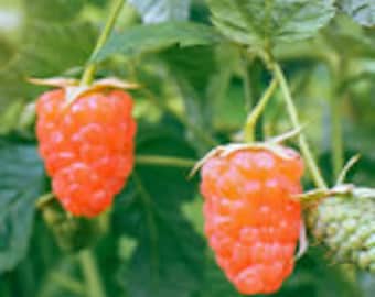 5 Raspberry Plants double Goldsweetest in Flavor, Everbearing, High ...
