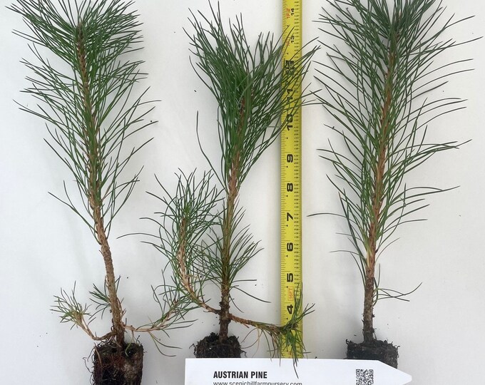Austrian Pine Tree 12 Inches 1 Gallon Pot Pinus Nigra - Etsy