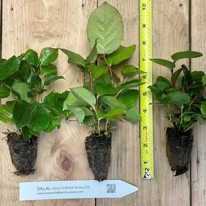 Salal - Gaultheria Shallon -live Potted Plant- Ground Cover, Erosion ...