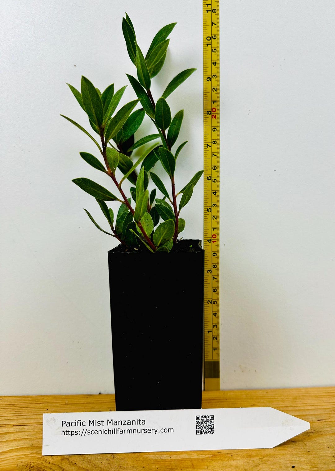 Pacific Mist Manzanita Tree, Landscape Focal Point, Pre-bonsai, or ...