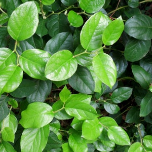 Salal - Gaultheria Shallon -live Potted Plant- Ground Cover, Erosion ...