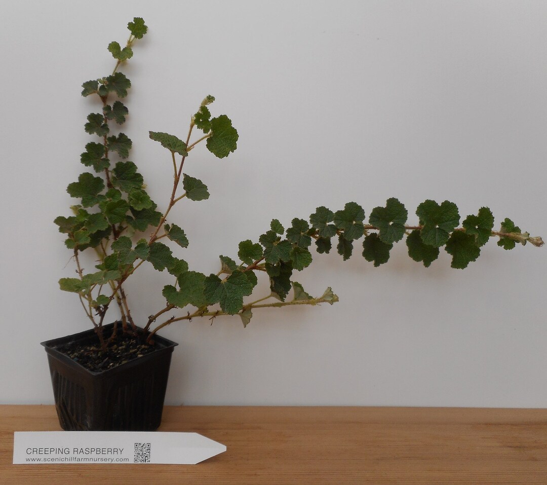 Taiwan Creeping Raspberry - Ground Cover - Edible Berries - Etsy