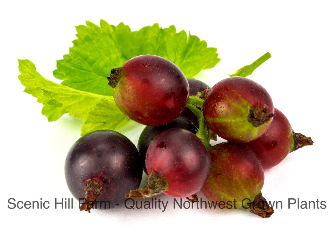 Red Josta Plants - Large Sweet-tart Berries - Gooseberry / Black ...