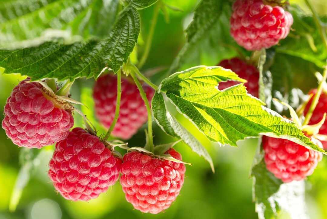 Nova Mid Season Red Raspberry - 2 Year Old Bare Root Canes - Nearly ...