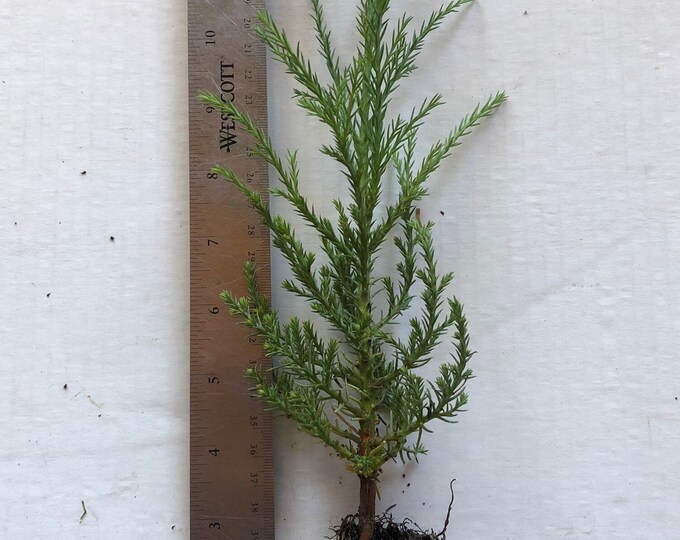 20 Giant Sequoia Trees - California Redwood - Potted - 8"-12" Tall ...