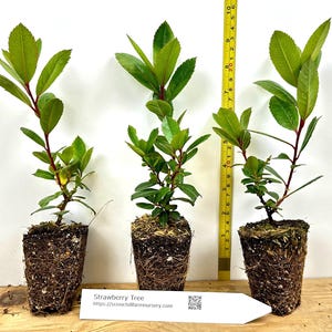Compact Strawberry Tree (arbutus Unedo 'compacta') Specimen Tree ...