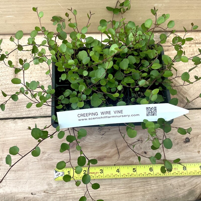 Angel Vine - Etsy