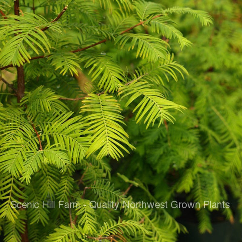 20 Inch of Hill - Etsy