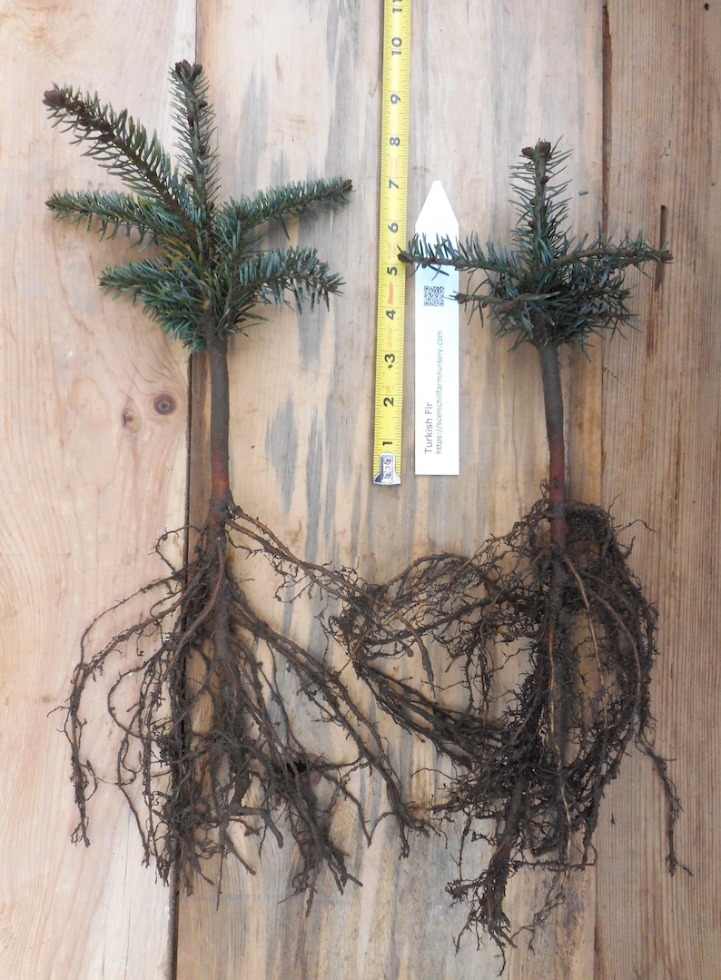 Turkish Fir - 3 YR. Bare Root Trees - Specimen, Windbreak or Christmas ...