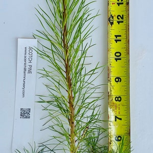 Pinus Sylvestris, the Scots Pine or Scotch Pine -specimen, Windbreak, Christmas Tree, or Bonsai ...