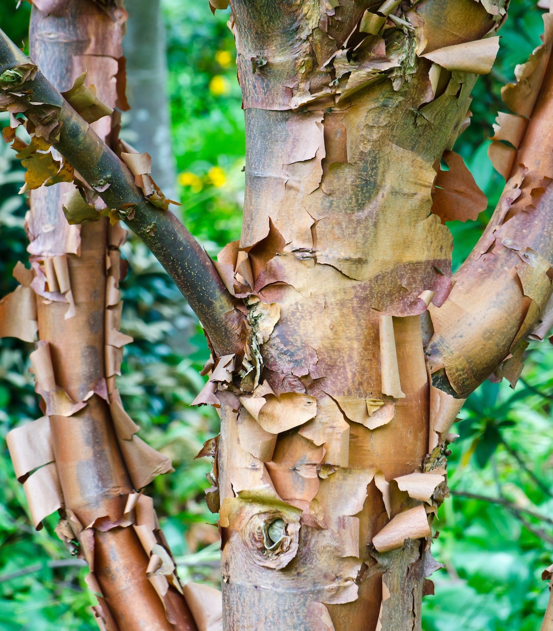 Acer Griseum - Paperbark Maple- 18"-44" Tall - Cinnamon Reddish/brown ...
