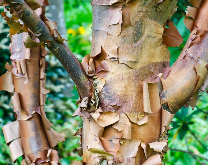 Anacua, Ehretia Anacua, Sandpaper Tree - Etsy