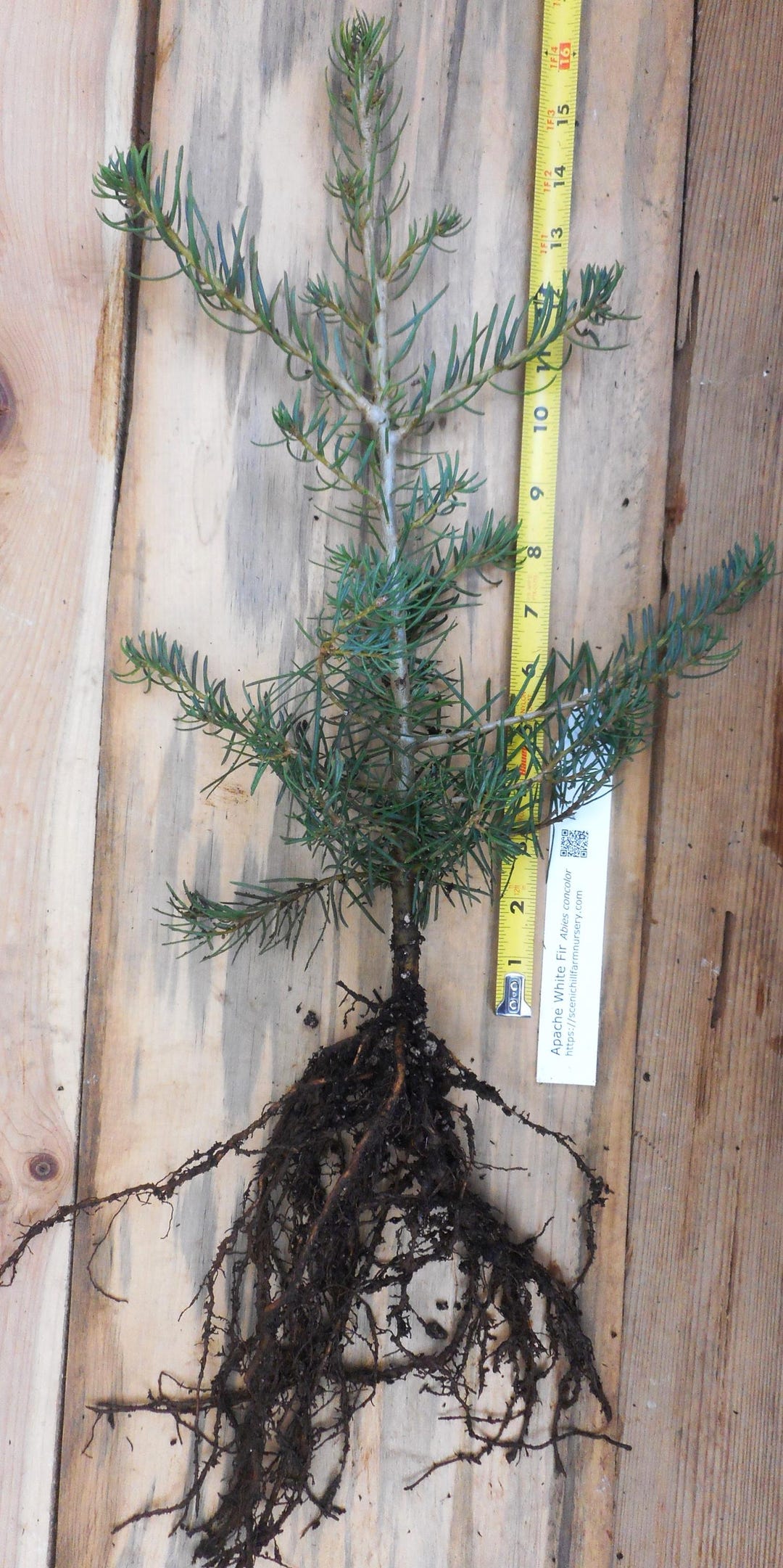 Apache White Fir - 12-18 Inch Tall - 2 Year Old Bare Root Trees (abies ...