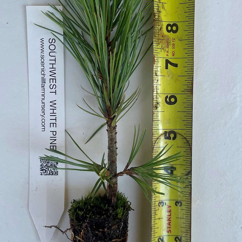 Southwest White Pine - Etsy