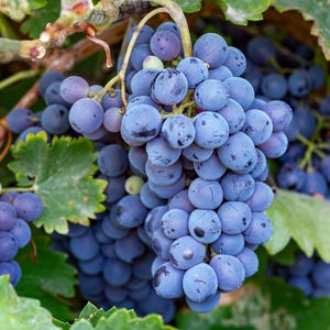 Grape Plants - 13 Varieties Seedless Table Grapes - Potted Starter ...
