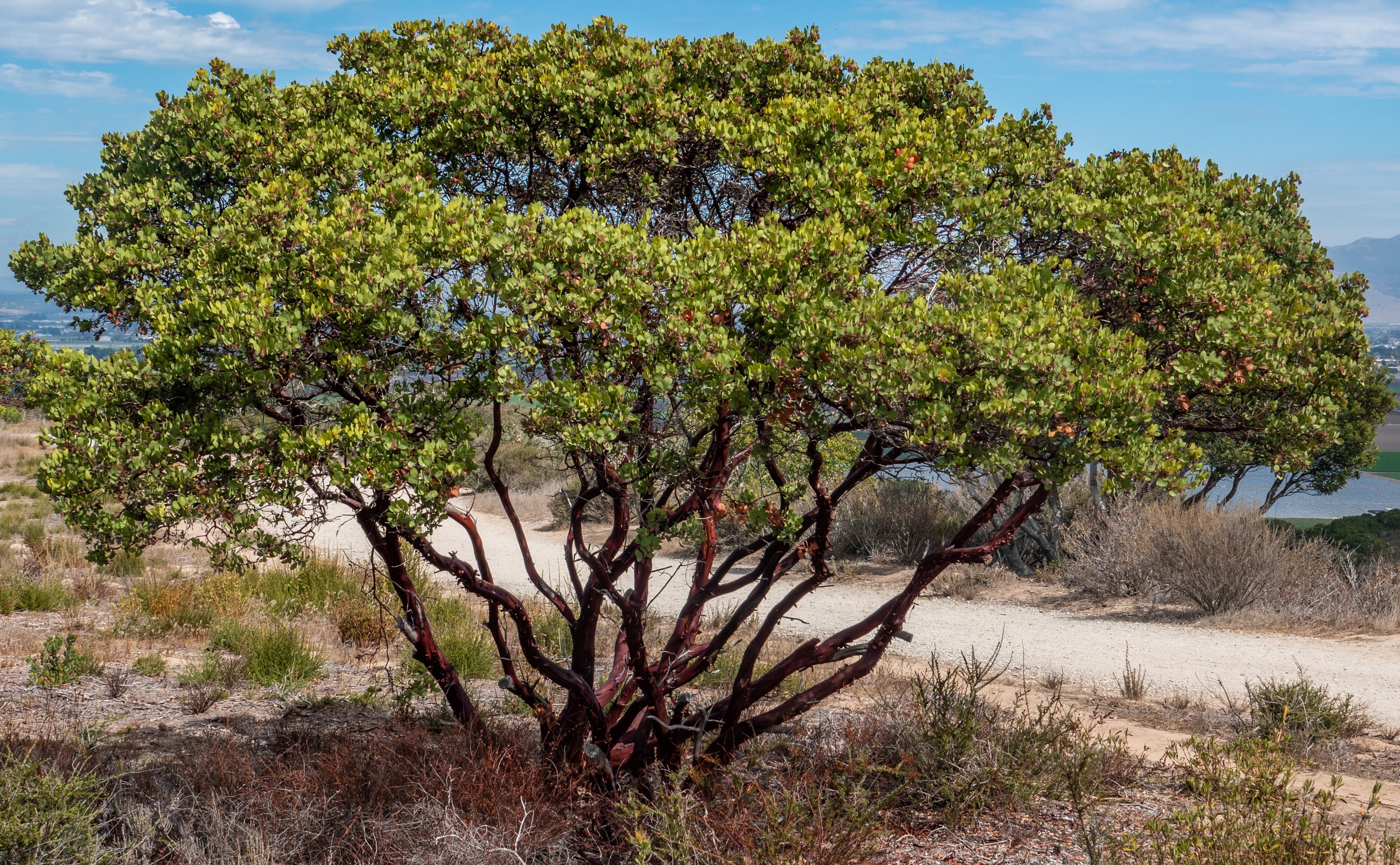 Austin Griffiths Manzanita Tree, Landscape Focal Point, Pre-bonsai, or ...