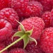 Potted Joan J Thornless Ever Bearing Red Raspberry Plants - the Only ...