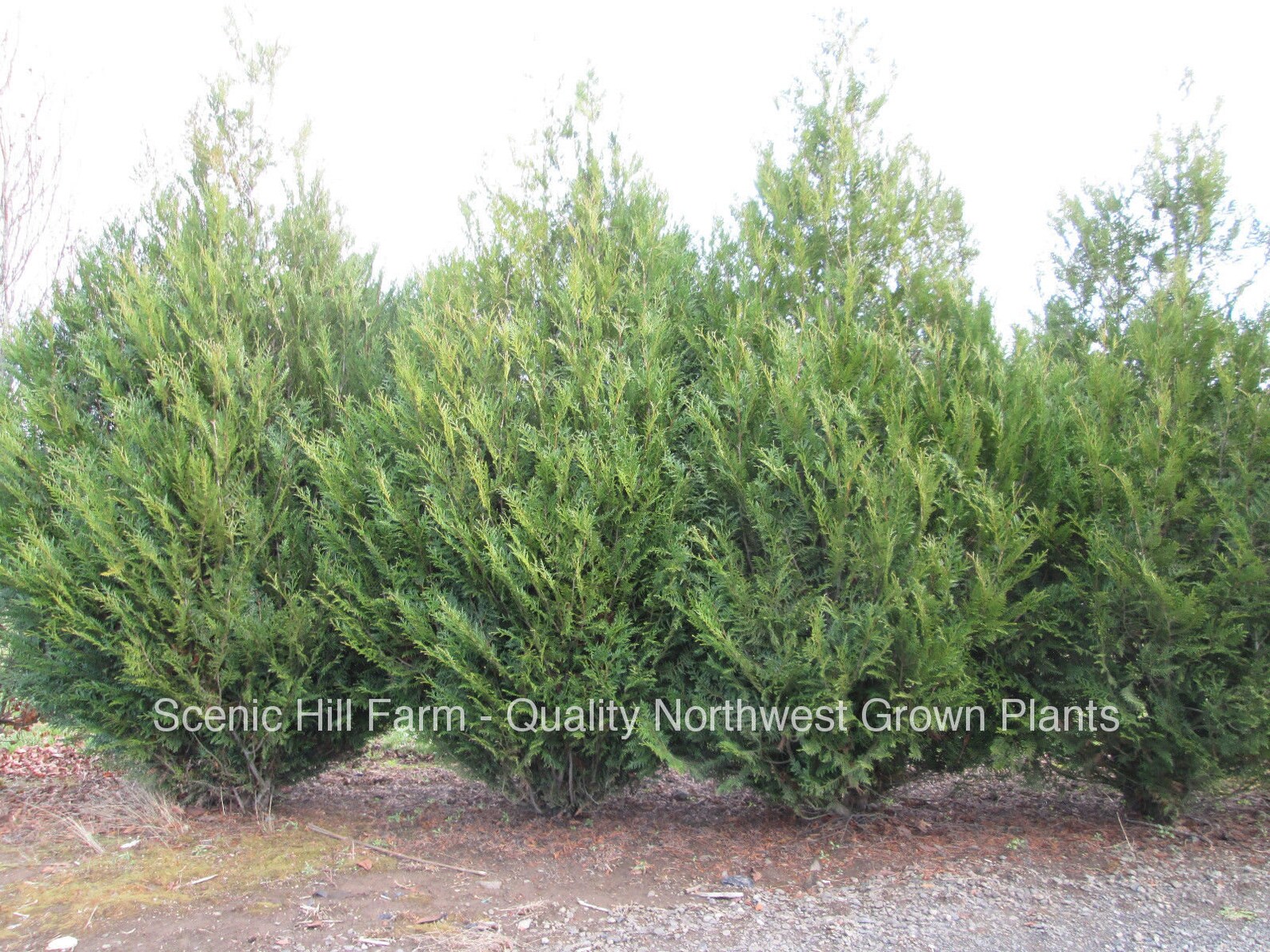 Thuja Plicata 'virescens' Western Red Cedar 4 Potted - Etsy
