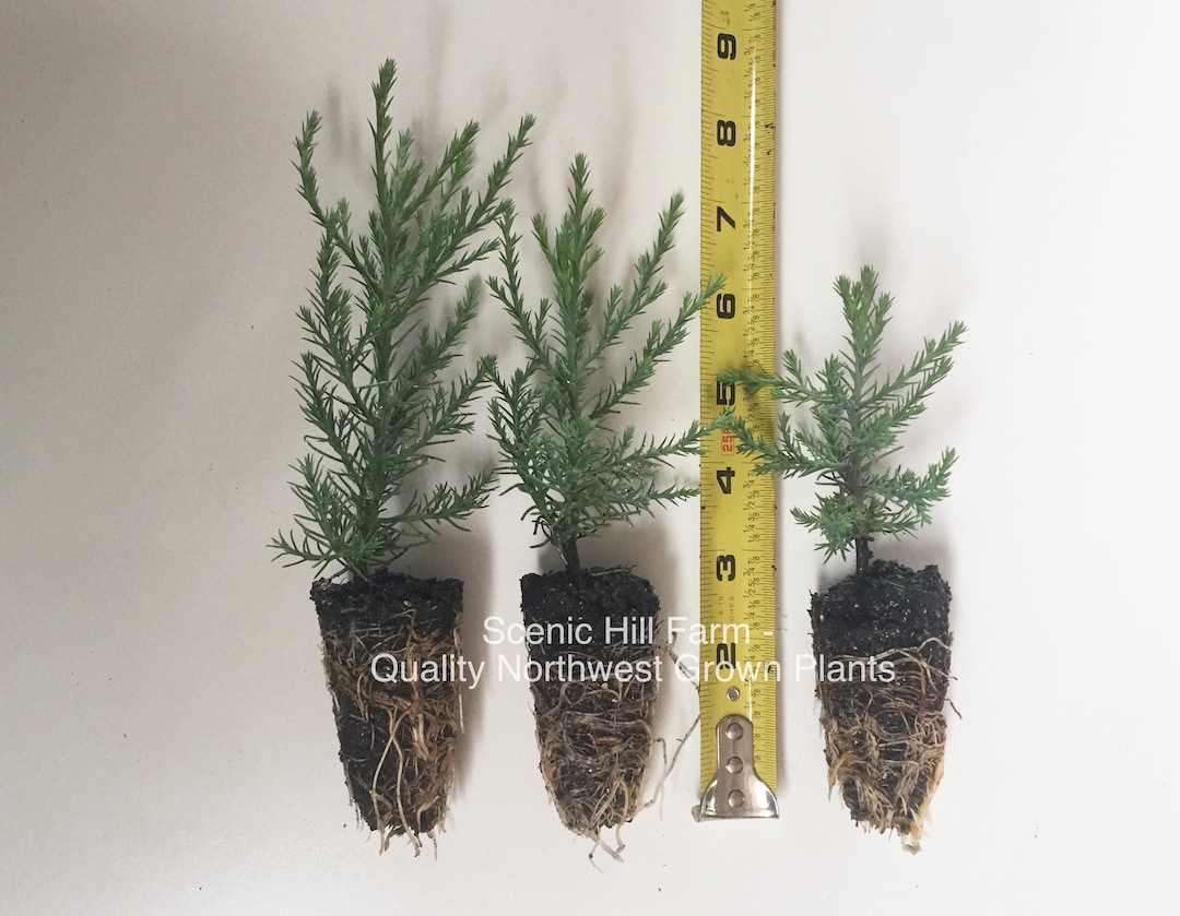 3 Giant Sequoia Trees - California Redwood - Potted - 3" - 5" Tall ...