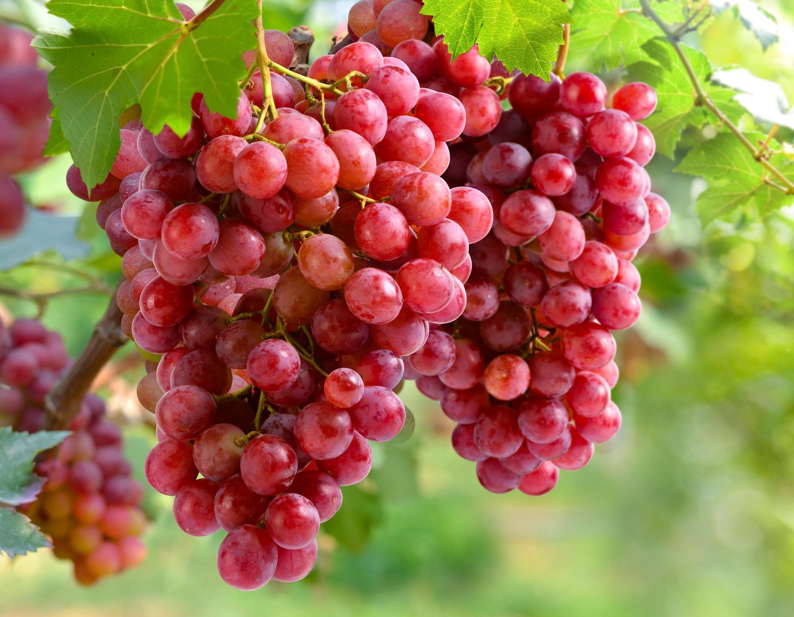 Grape Plants - 13 Varieties Seedless Table Grapes - Potted Starter ...